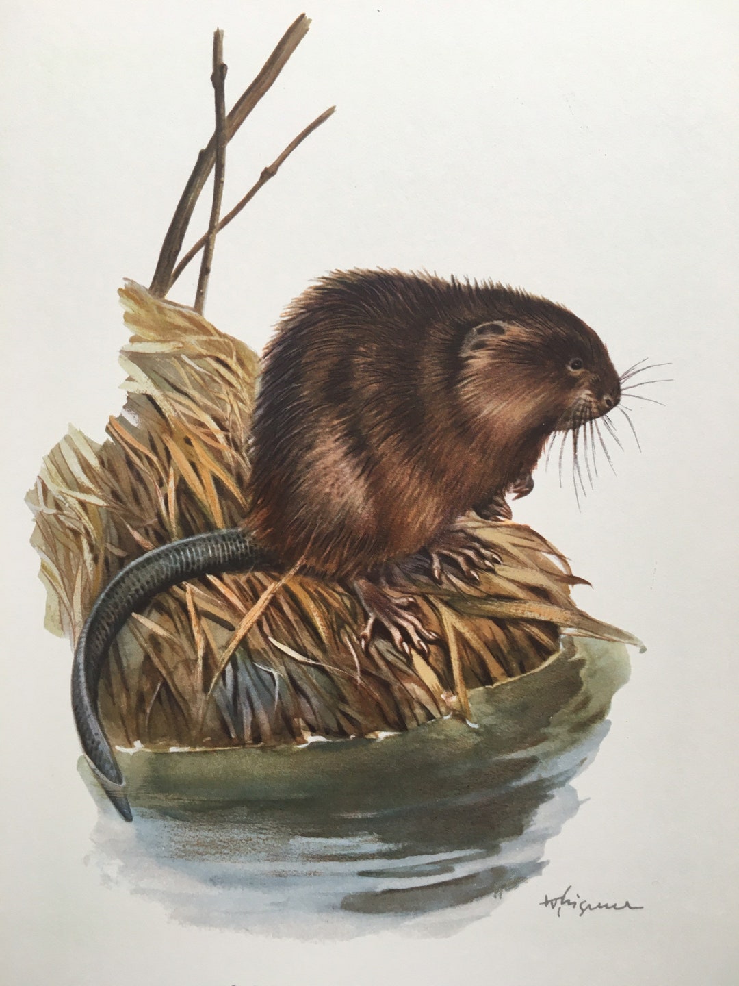 1960 MUSKRAT Print Vintage Zoology Print Wildlife Illustration Biology ...