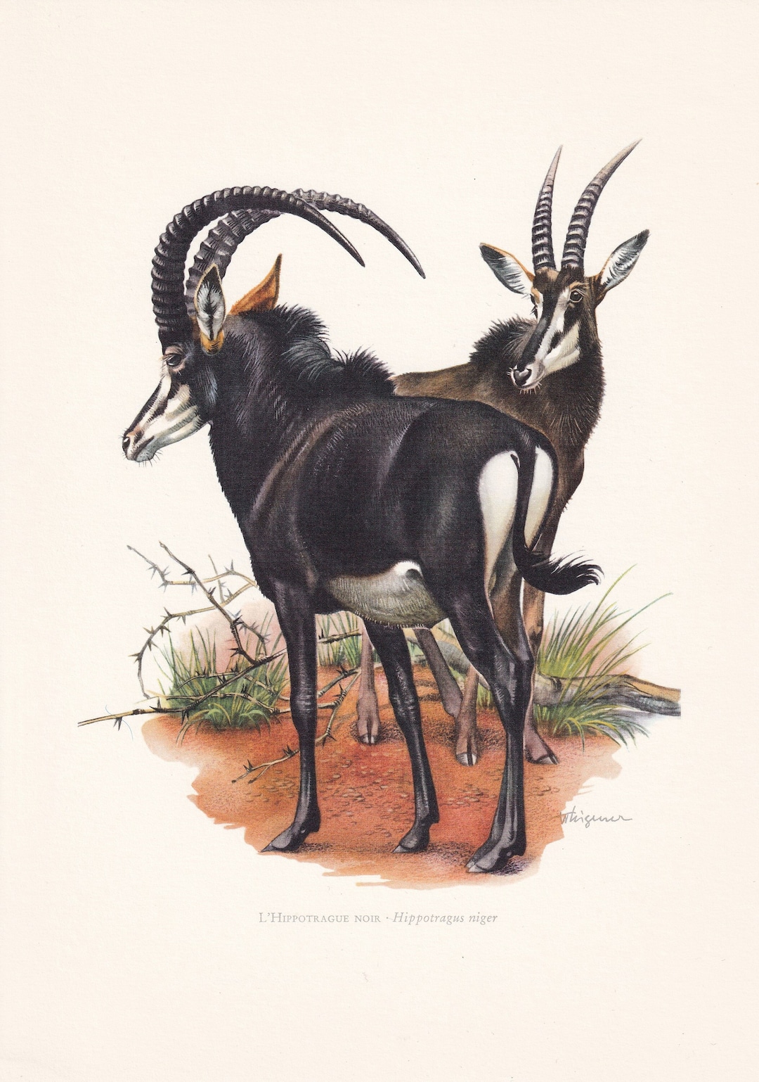 1960 SABLE ANTELOPE Print - Vintage Animal Print - Animal Illustration ...