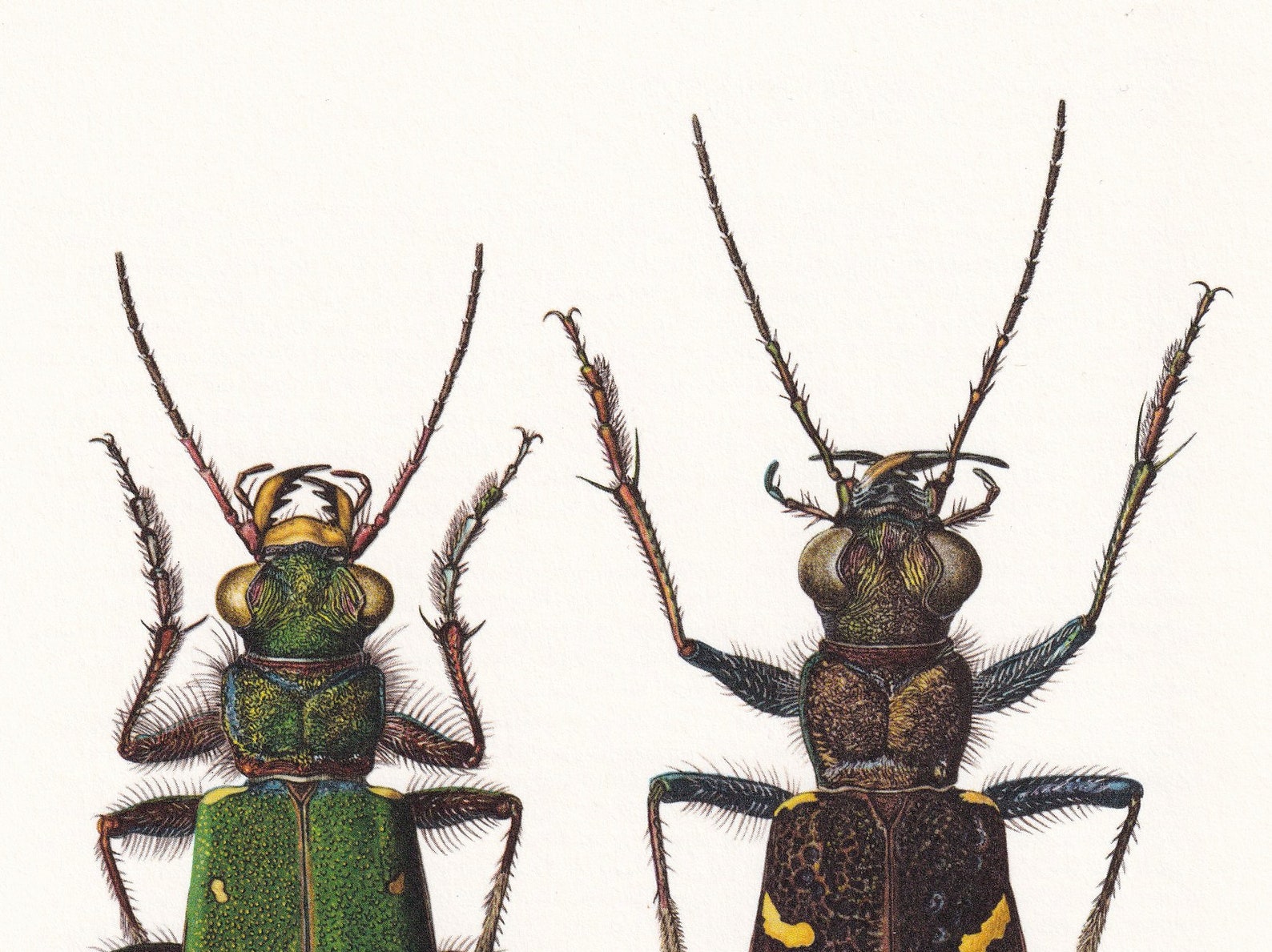 1960 TIGER BEETLE Print - Vintage Insect Print - Bugs Illustration ...