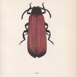 1964 GOLDEN NETWING BEETLE Print - Vintage Beetle Art - Insect Print ...