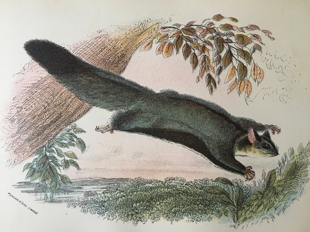 1896 FLYING SQUIRREL PHALANGER Print Marsupial Mammals Print - Etsy