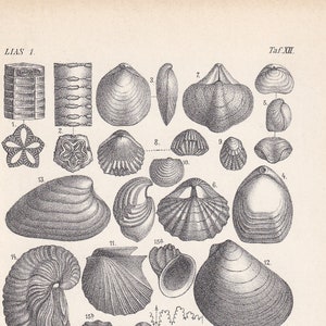 1900 AMMONITES & FOSSIL SHELLS Print - Antique Fossil Print - Jurassic ...