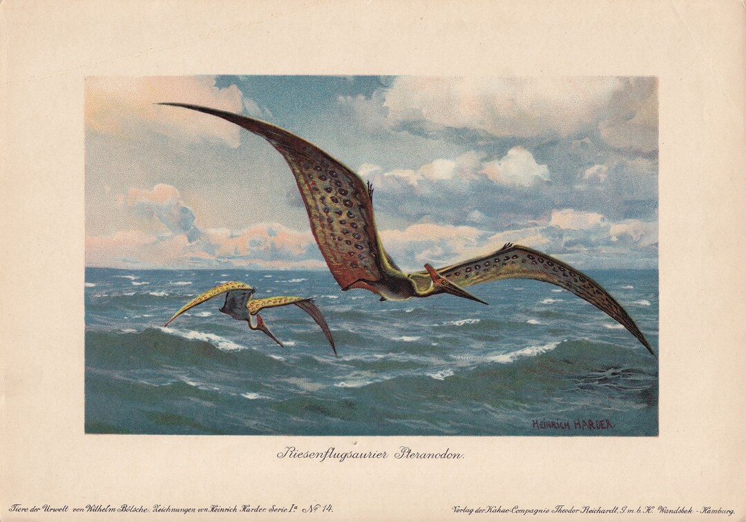 1902 PTERANODON Print Antique Dinosaur Print Paleoart Prehistoric Wall ...