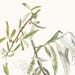 1960 WHITE WILLOW Print Botanical Print Tree Illustration Tree Wall Art ...