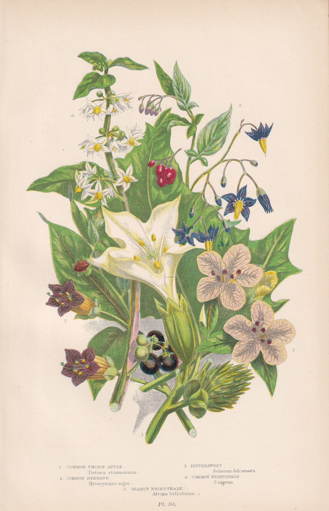 1899 NIGHTSHADE & HENBANE Plant Print - Botanical Art - Botanical ...