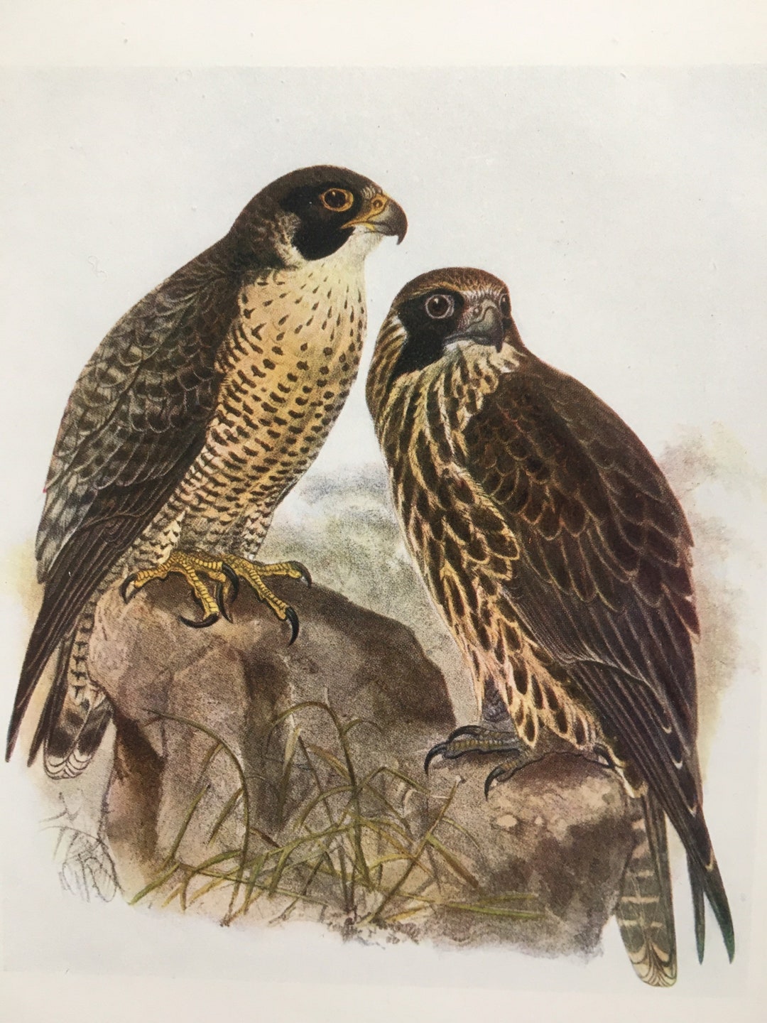 1907 PEREGRINE FALCON Print - Antique Bird Print - Bird Wall Art - Bird ...