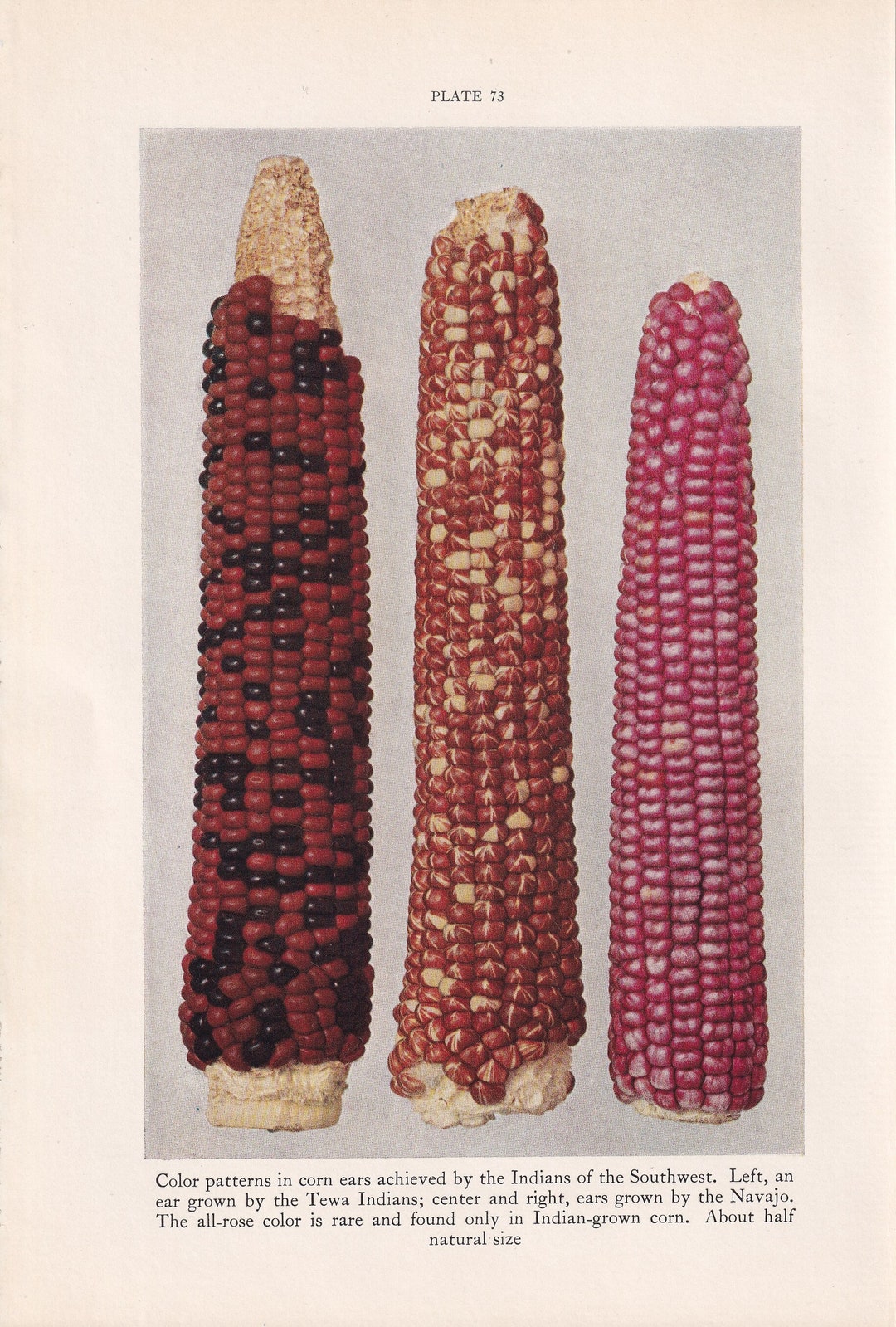 1934 EARS OF CORN Print - Corn Poster - Corn Wall Art - Plant Wall Art ...