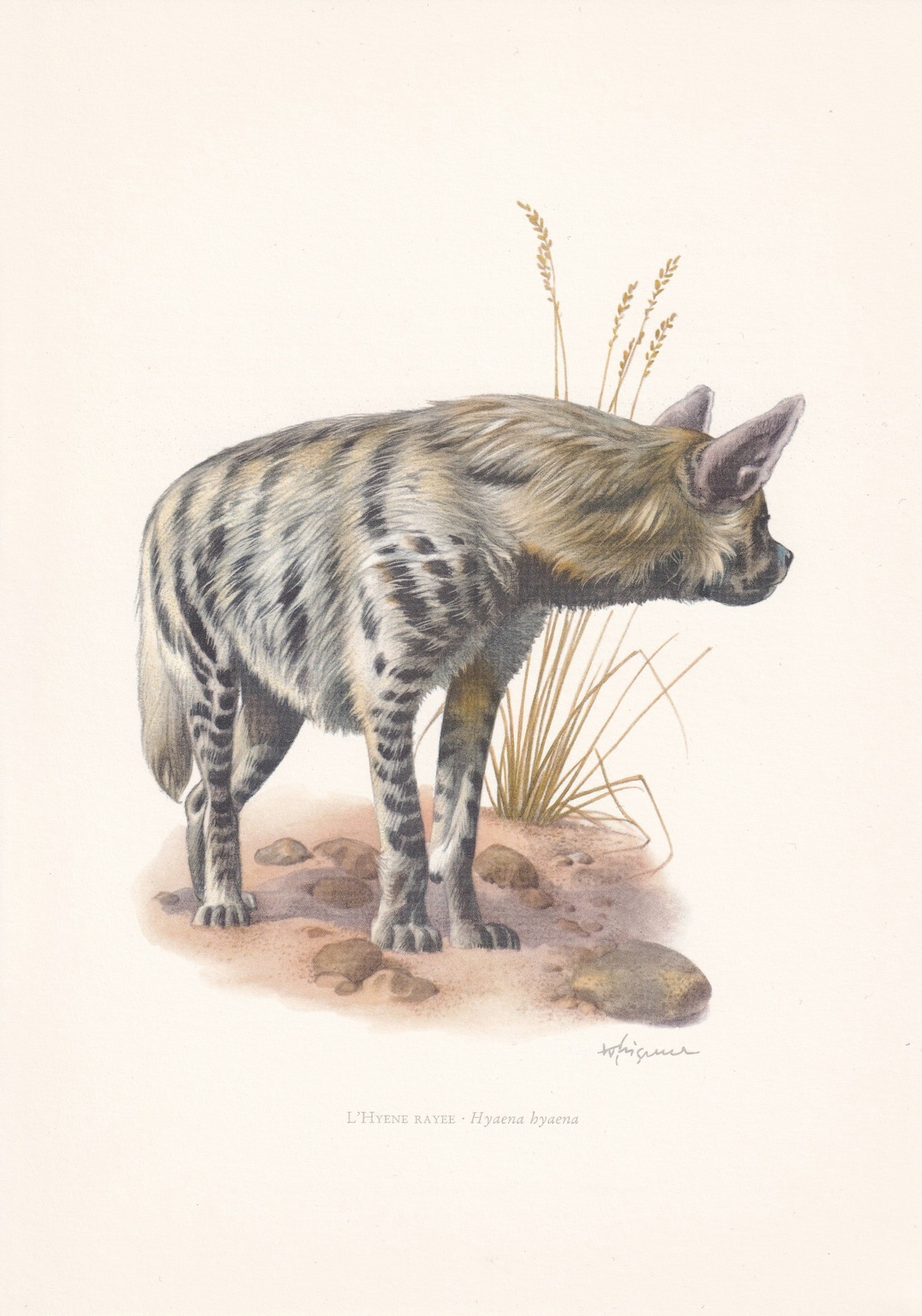 1960 STRIPED HYENA Print - Vintage Animal Print - Animal Illustration ...