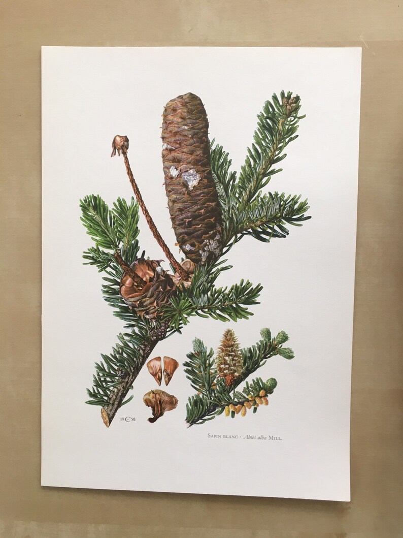 1960 SILVER FIR Print - Botanical Print - Tree Illustration - Tree Wall ...