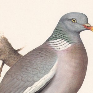 1960 COMMON WOOD PIGEON Bird Print - Vintage Bird Print - Bird ...