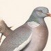 1960 COMMON WOOD PIGEON Bird Print Vintage Bird Print Bird Illustration ...
