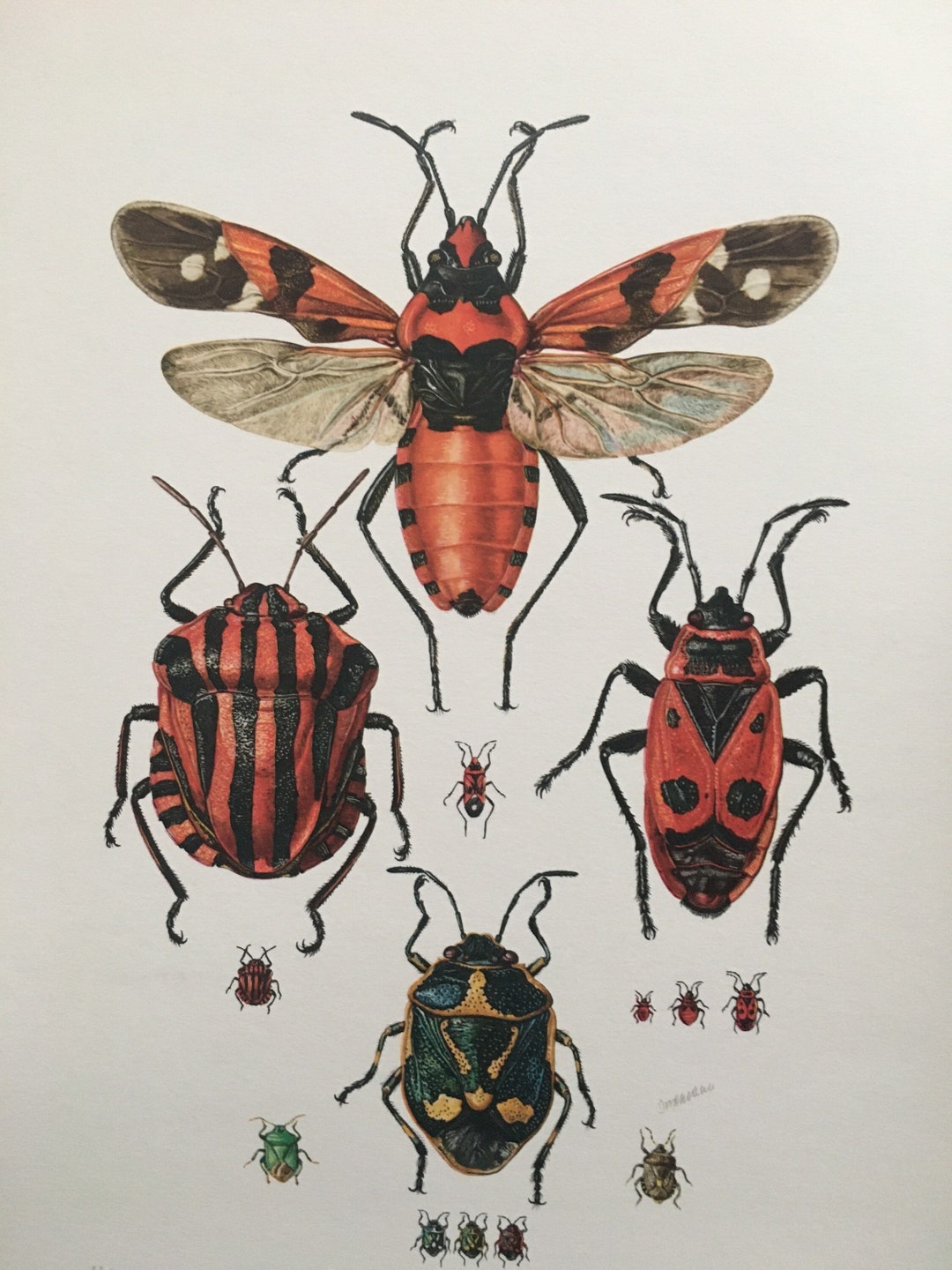 1960 SHIELD BUG & Black-and-red Bug Print Vintage Insect - Etsy