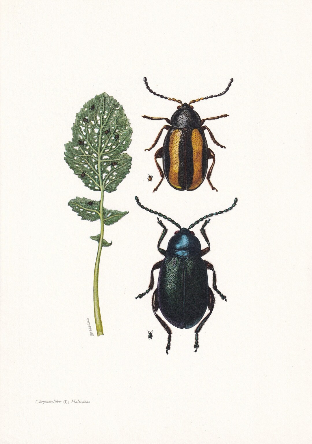 1960 STRIPED FLEA BEETLE Print - Vintage Insect Print - Bugs ...
