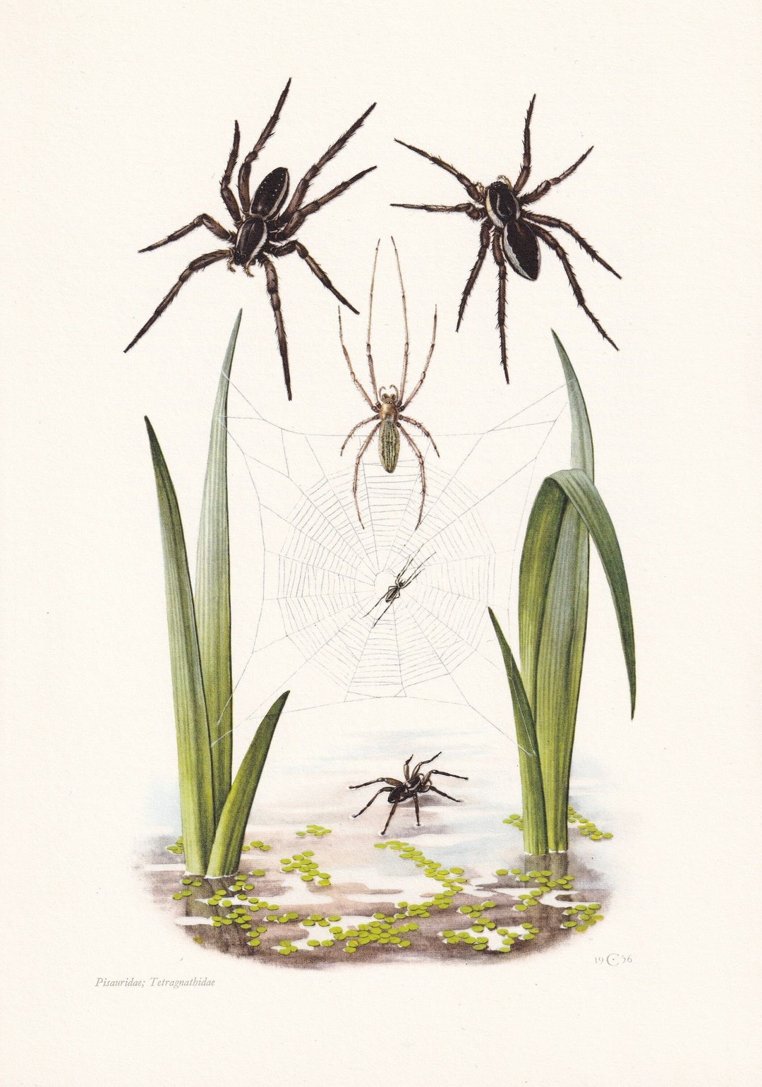 1960 RAFT SPIDER Print - Vintage Insect Print - Insect Wall Art ...