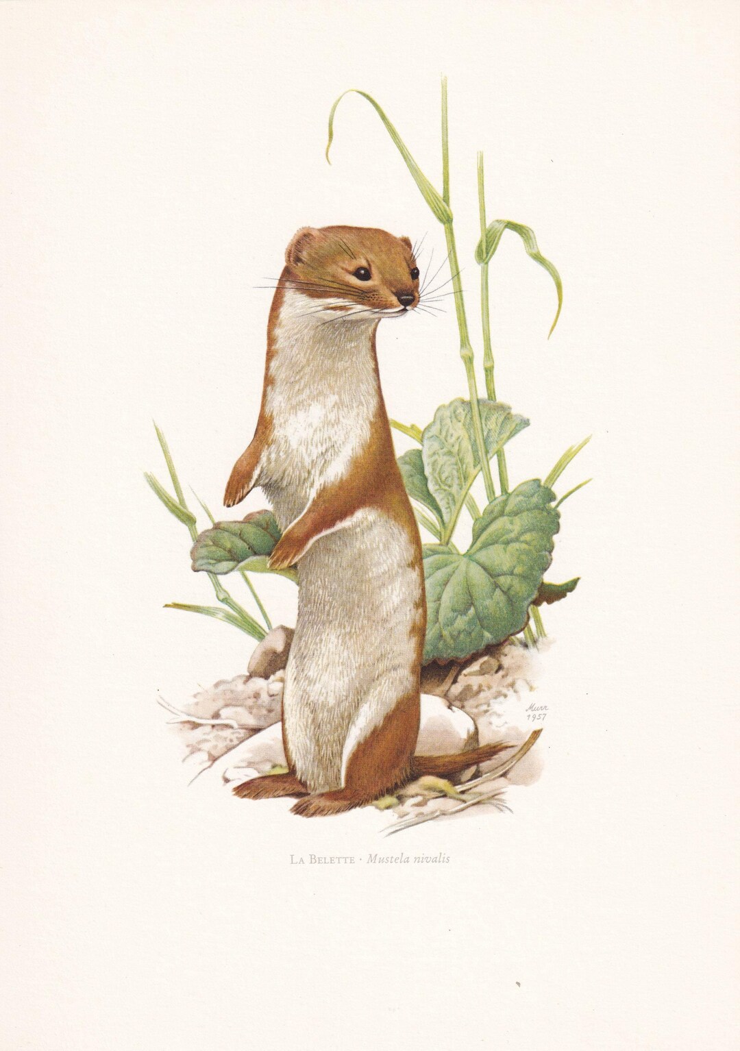 1960 WEASEL Print Vintage Animal Print Animal Illustration Animal Wall ...