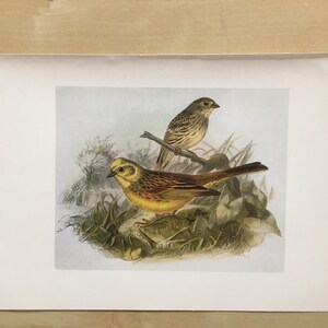 1907 YELLOW BUNTING Print - Antique Bird Print - Bird Wall Art ...