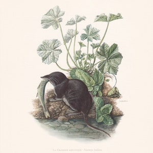 1960 EURASIAN WATER SHREW Print - Vintage Animal Print - Animal ...
