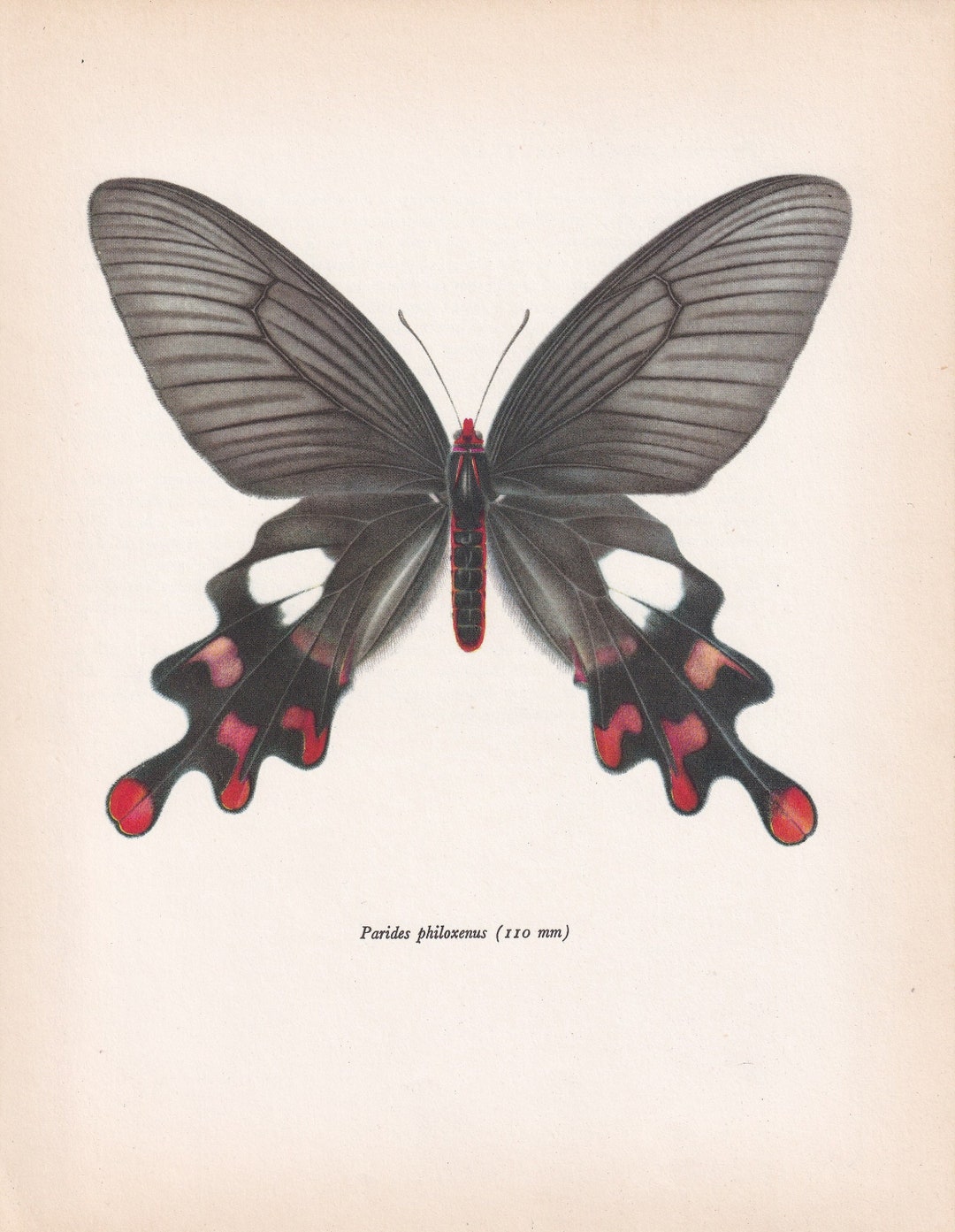 1963 COMMON WINDMILL BUTTERFLY Print - Vintage Butterfly Art - Insect ...