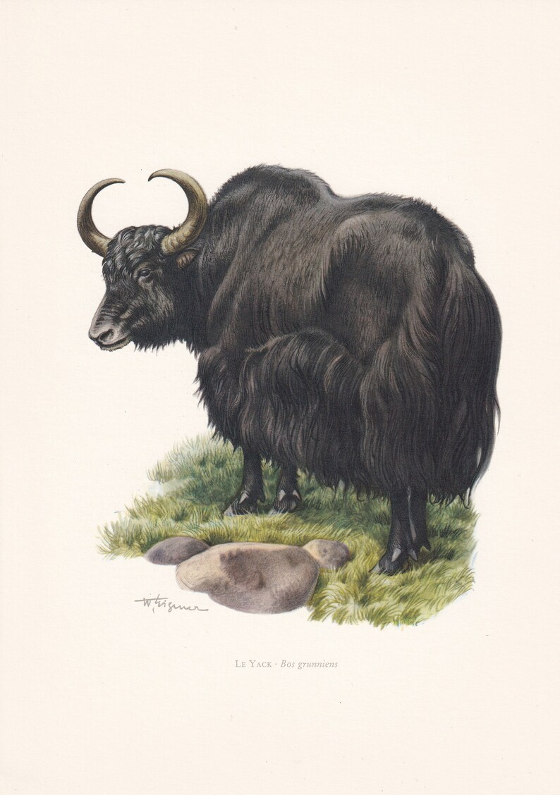 1960 DOMESTIC YAK Print - Vintage Animal Print - Animal Illustration ...