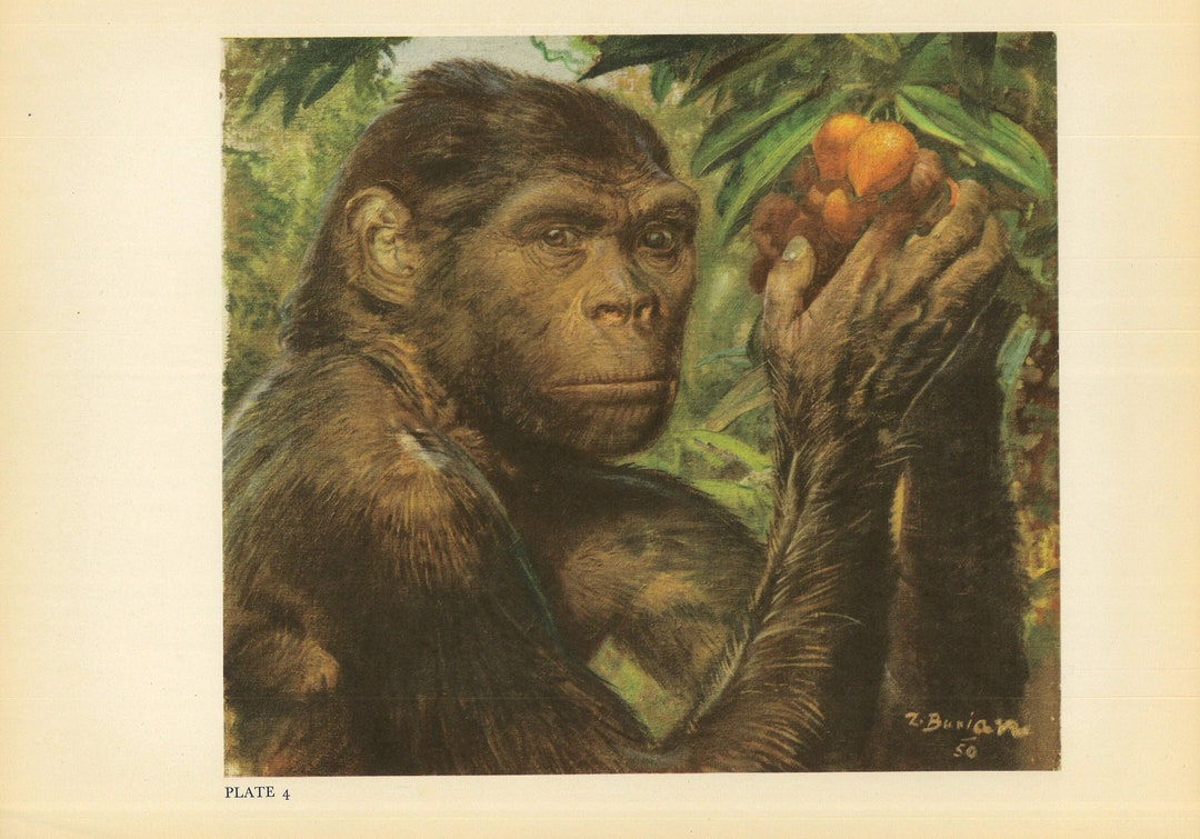 1960 JAVA MAN (homo Erectus) Print - Prehistoric Man Print - Paleoart ...