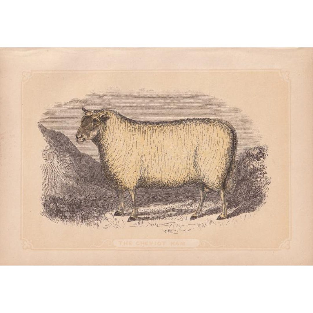 1851 CHEVIOT RAM SHEEP Print - Antique Animal Print - Wall Art - 6.65 X ...
