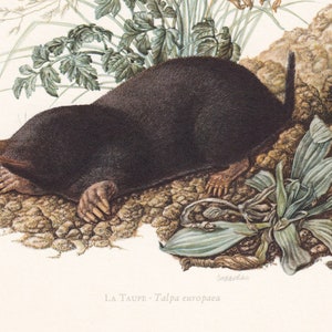 1960 EUROPEAN MOLE Print - Vintage Animal Print - Animal Illustration ...