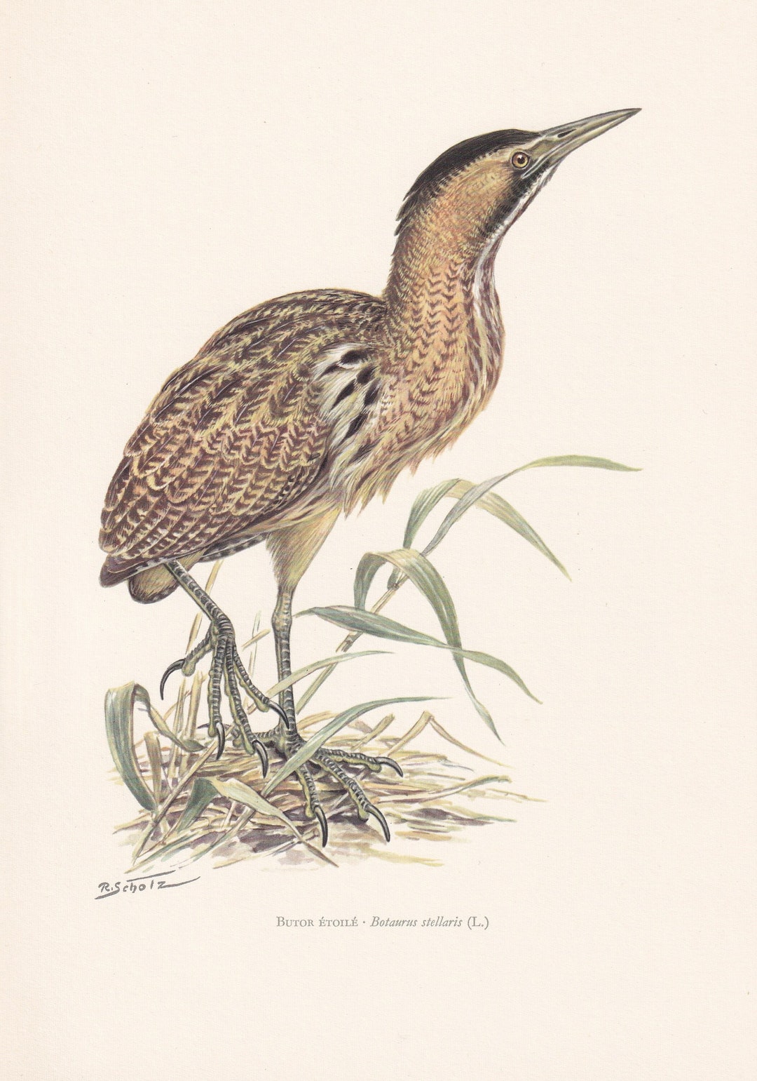 1960 EURASIAN BITTERN Bird Print Vintage Bird Print Bird Illustration ...