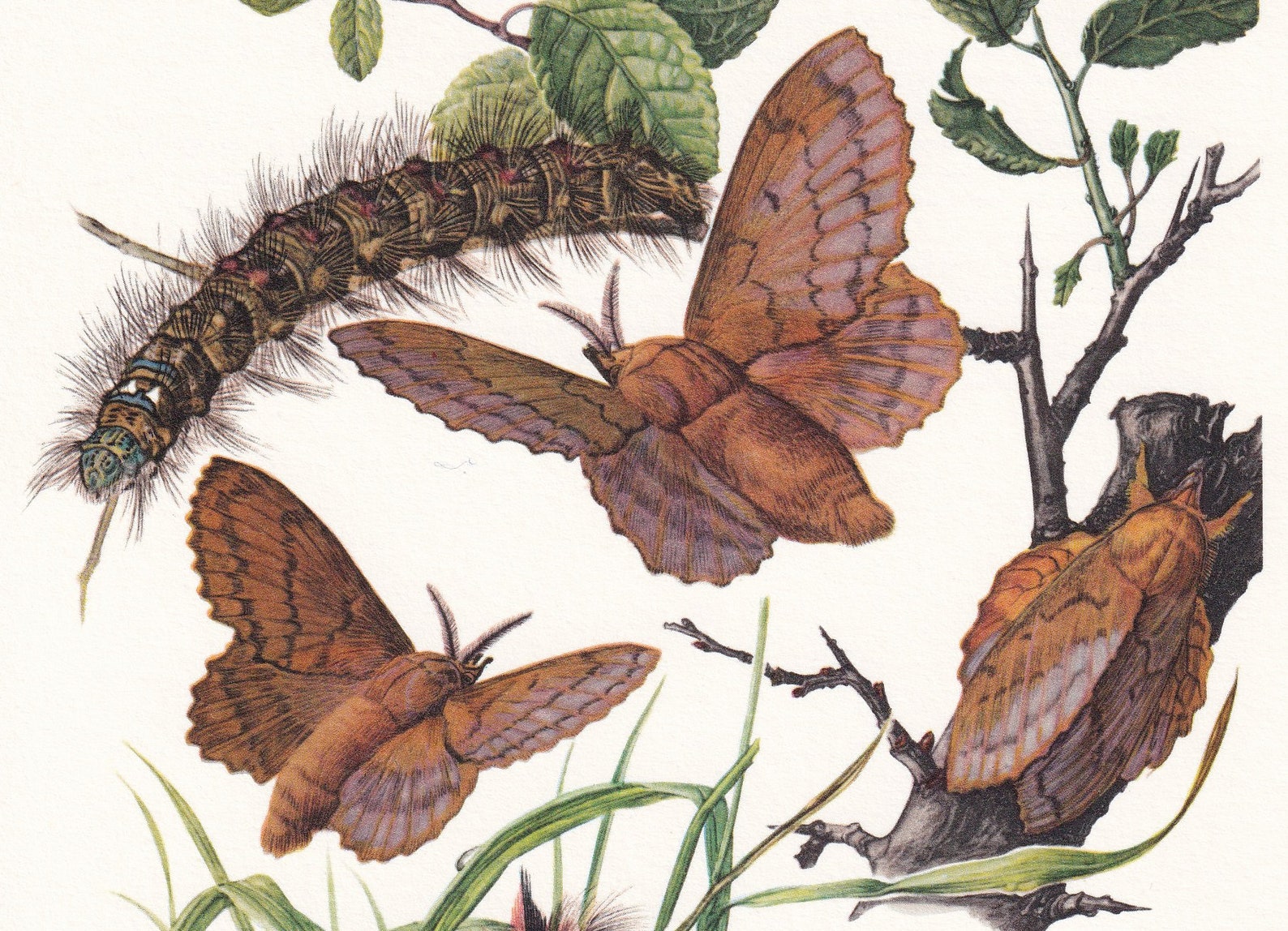 1960 LAPPET MOTH Print - Vintage Insect - Butterfly Wall Art - Vintage ...