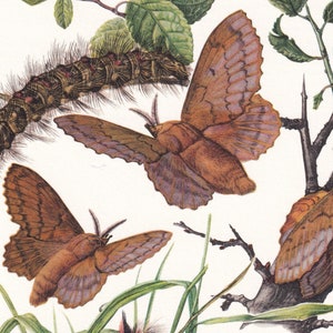 1960 LAPPET MOTH Print - Vintage Insect - Butterfly Wall Art - Vintage ...