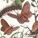 1960 LAPPET MOTH Print - Vintage Insect - Butterfly Wall Art - Vintage ...