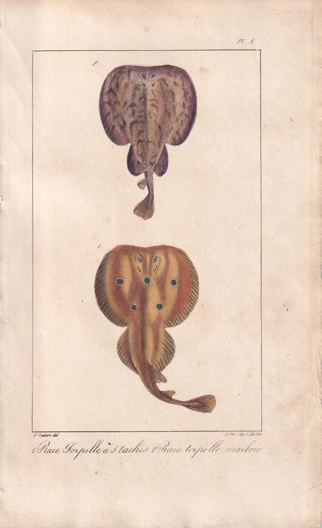 1834 MARBLED ELECTRIC RAY & Torpedo Ray Fish Print - Hand-coloured ...