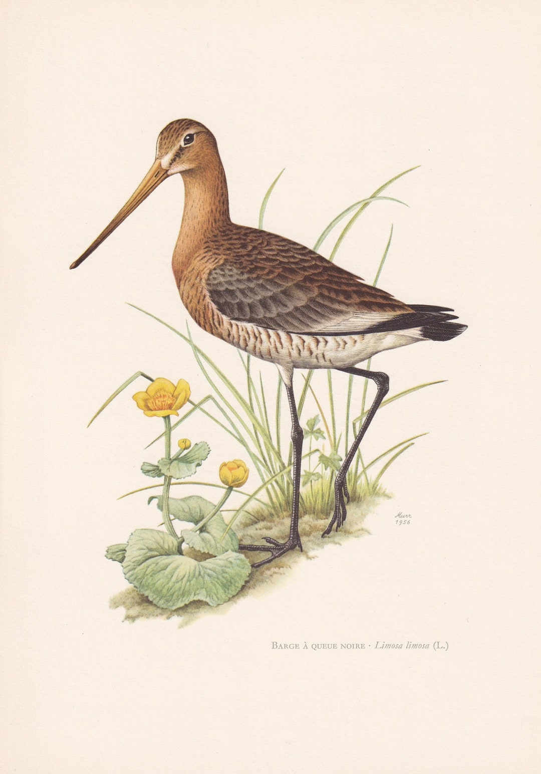 1960 BLACK-TAILED GODWIT Bird Print - Vintage Bird Print - Bird ...