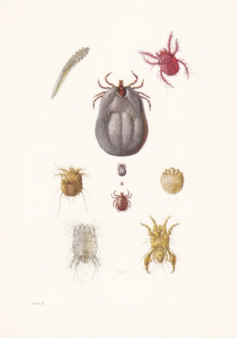 1960 ITCH MITE & Other Mites Print - Vintage Insect Print - Insect Wall ...