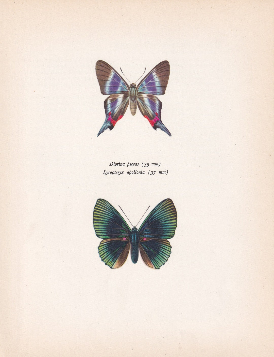 1963 APOLLO METALMARK BUTTERFLY Print - Vintage Butterfly Art - Insect ...