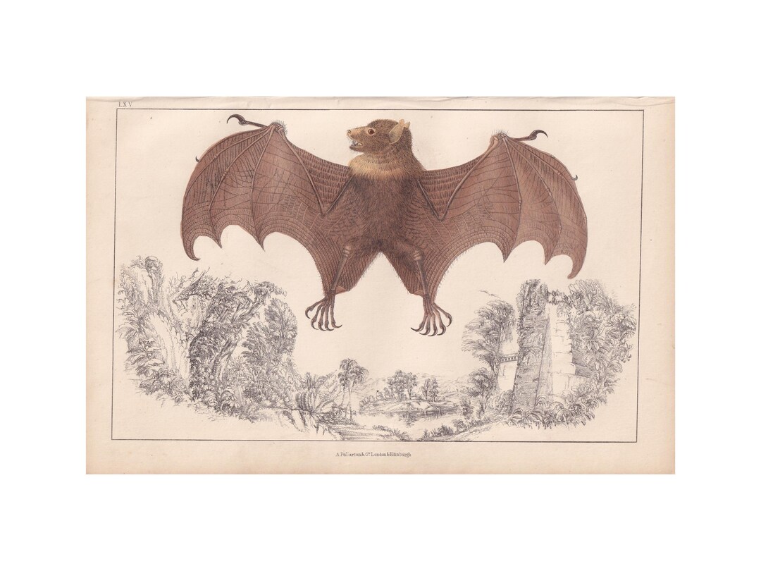 1850 FRUIT BAT Print - Original Hand-coloured Engraving - Bat Wall Art ...