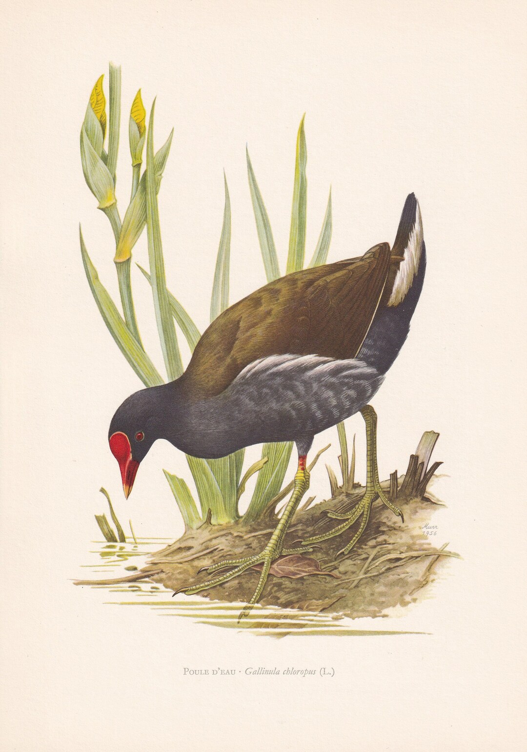 1960 COMMON MOORHEN Bird Print - Vintage Bird Print - Bird Illustration ...