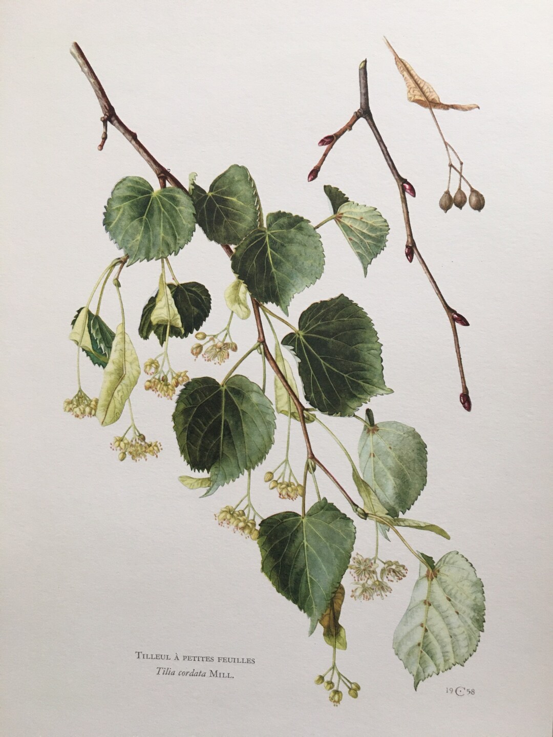 1960 SMALL-LEAVED LIME Tree Print Botanical Print Botanical ...