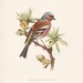 1960 EURASIAN CHAFFINCH Bird Print Vintage Bird Print Bird Illustration ...
