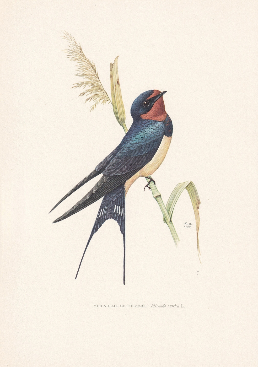 1960 BARN SWALLOW Bird Print - Vintage Bird Print - Bird Illustration ...