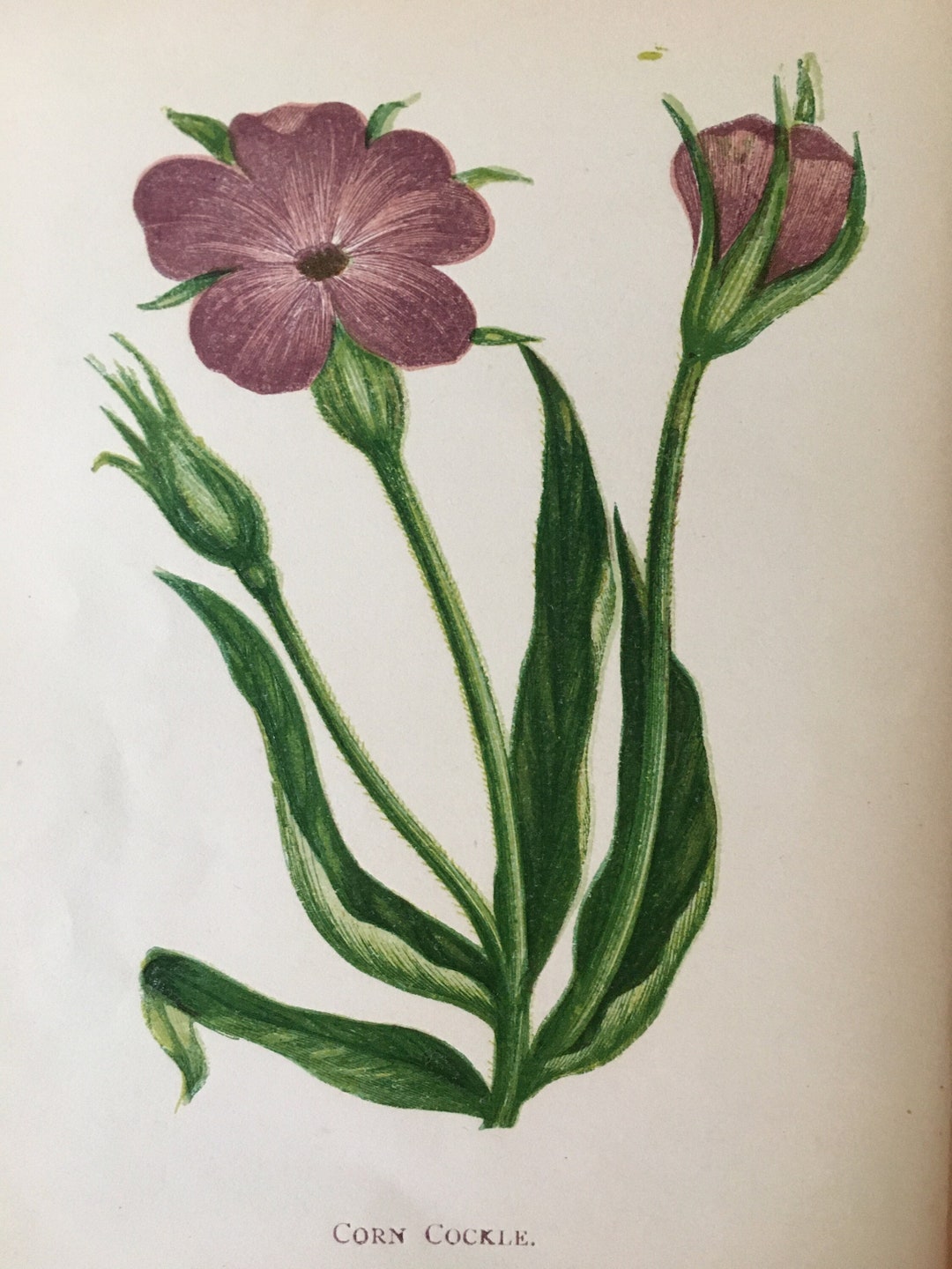 1852 Corn Cockle Flower Print - Anne Pratt - Botany Wall Art - Flowers ...