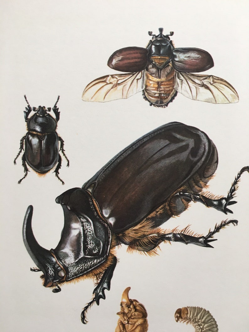 1960 RHINOCEROS BEETLE Print Vintage Insect Print Bug - Etsy
