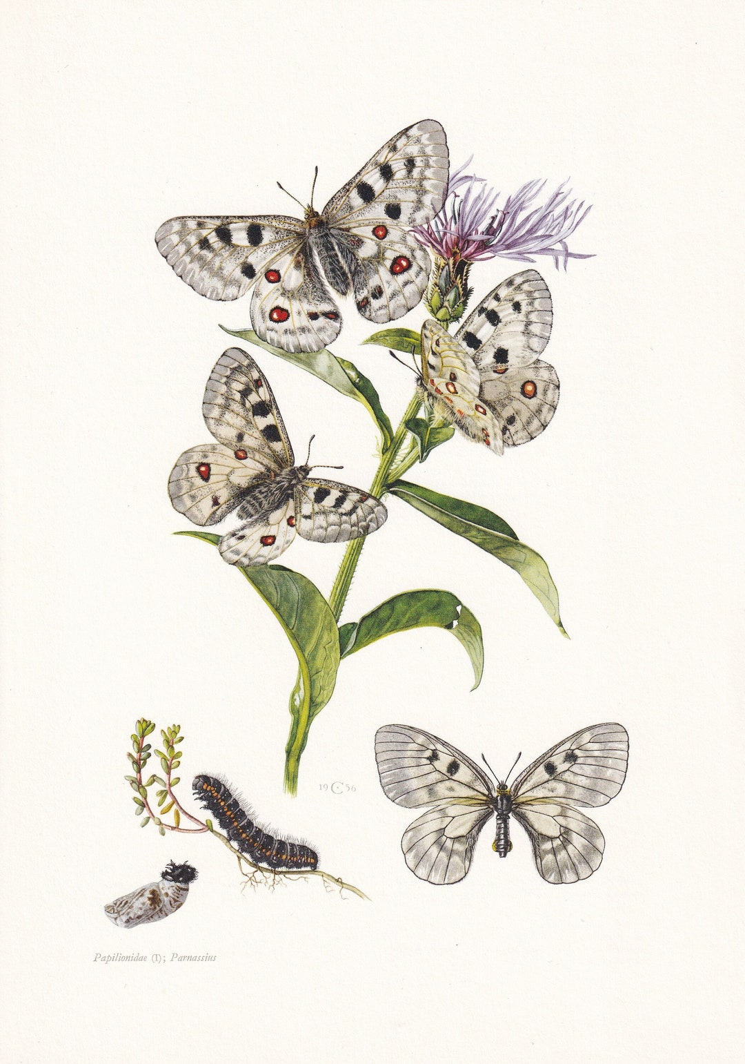 1960 APOLLO BUTTERFLY Print - Vintage Insect - Butterfly Wall Art ...