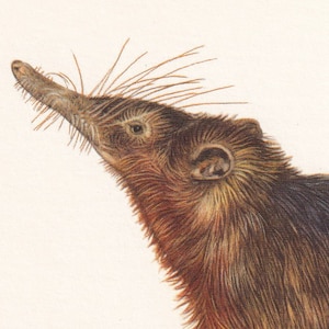 1960 HISPANIOLAN SOLENODON Print - Vintage Animal Print - Animal ...