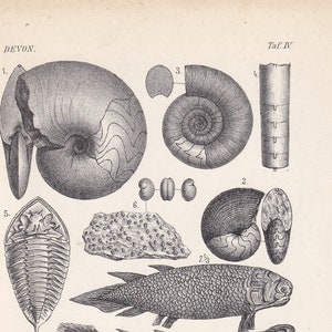 1900 AMMONITE & FISH FOSSILS Print - Antique Fossil Print - Devonian ...