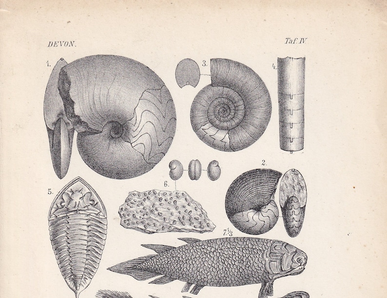 1900 AMMONITE & FISH FOSSILS Print - Antique Fossil Print - Devonian ...