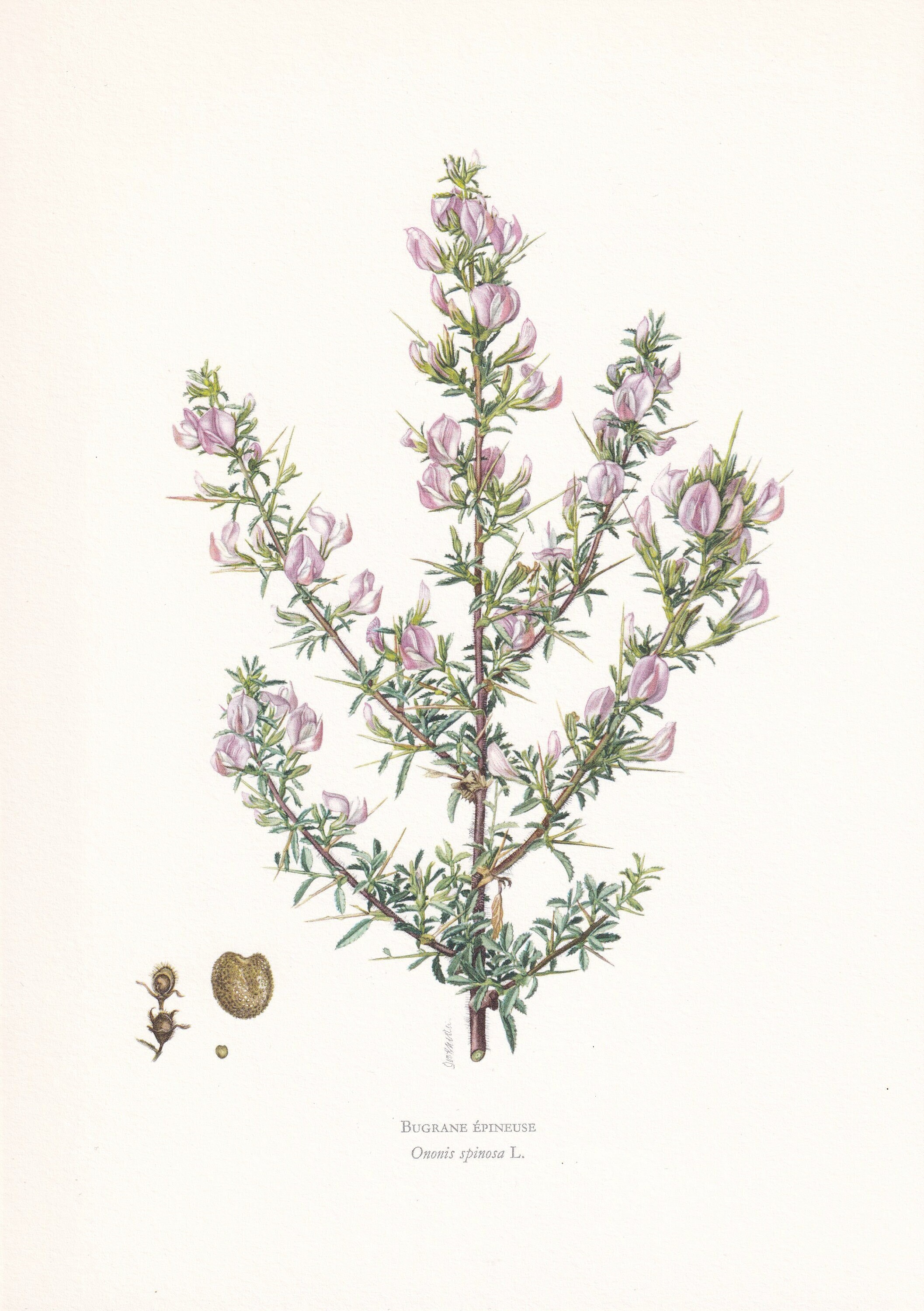 1960 SPINY RESTHARROW Print - Botanical Print - Botanical Illustration ...