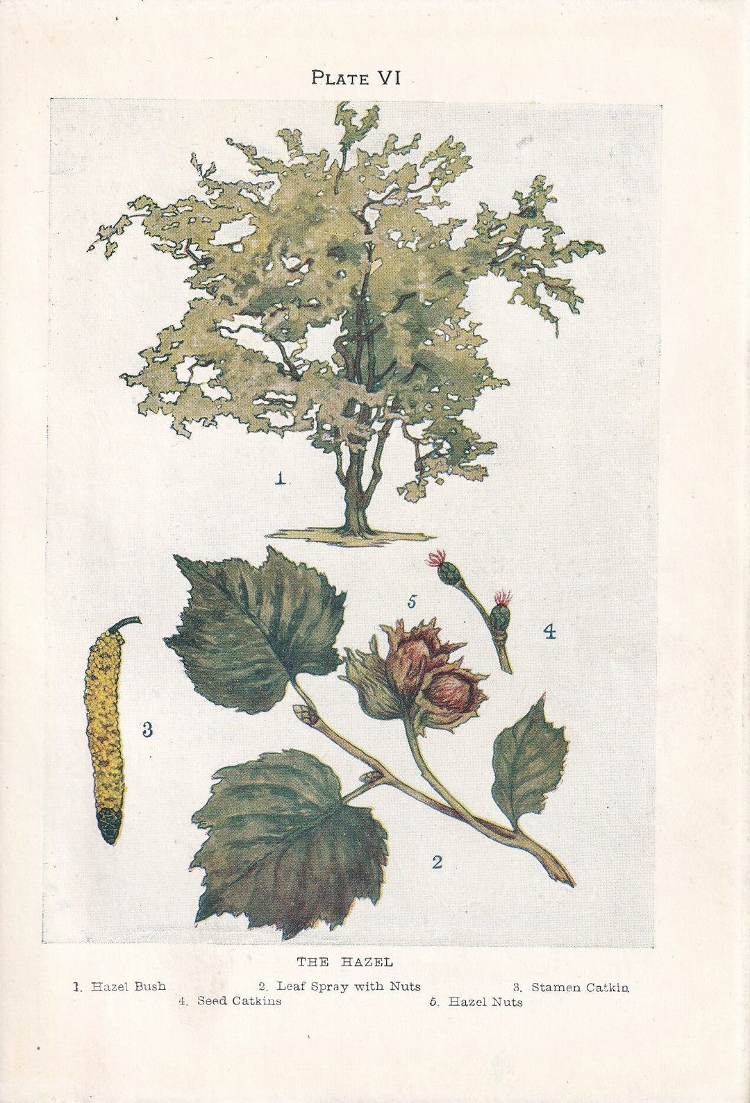 1910 HAZEL TREE Print - Original Antique Tree Print - Tree Wall Art ...