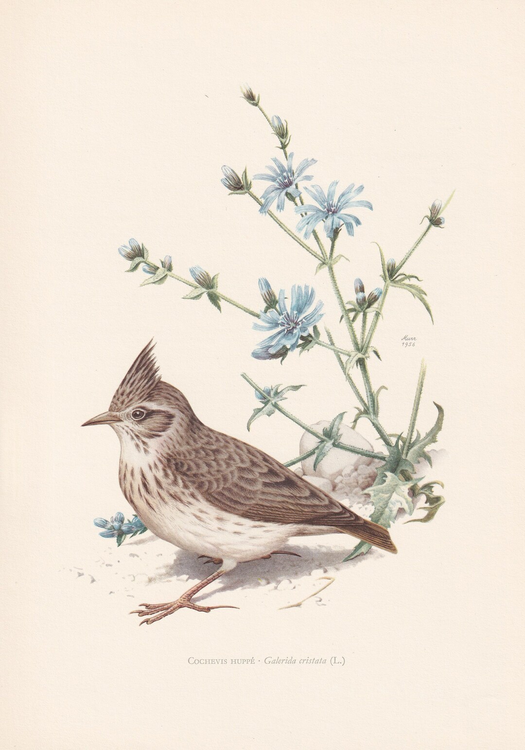 1960 CRESTED LARK Bird Print - Vintage Bird Print - Bird Illustration ...