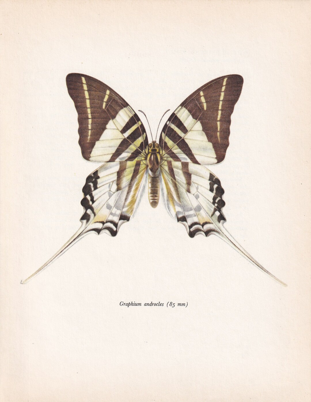 1963 GIANT SWORDTAIL BUTTERFLY Print - Vintage Butterfly Art - Insect ...