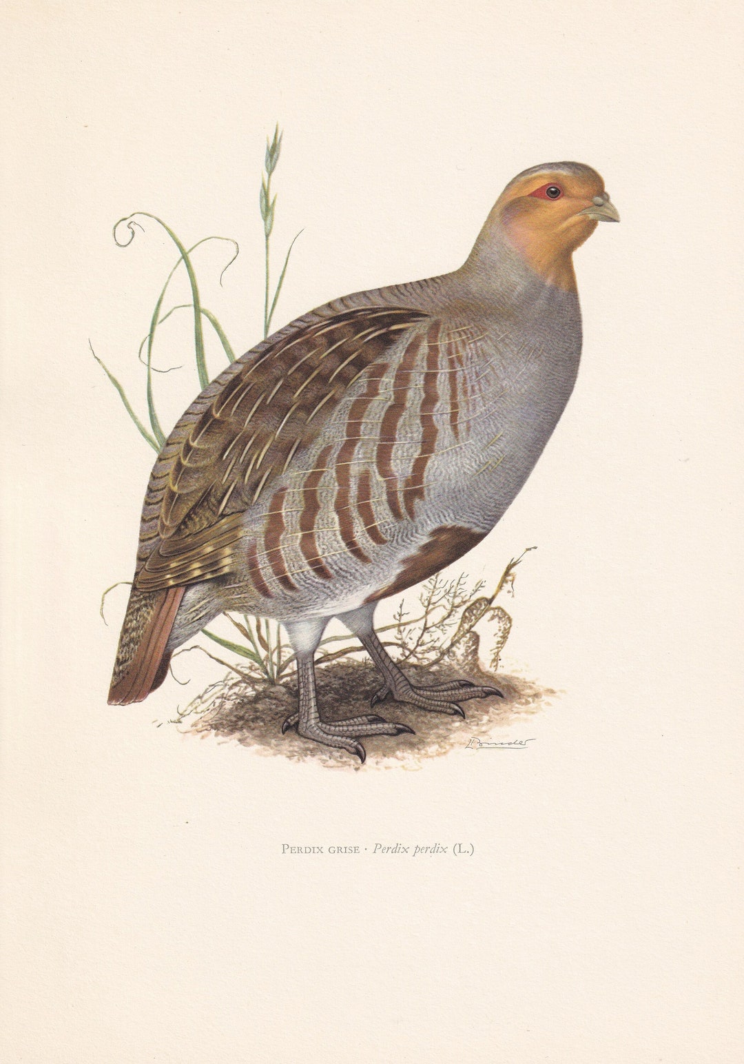 1960 GREY PARTRIDGE Bird Print - Vintage Bird Print - Bird Illustration ...